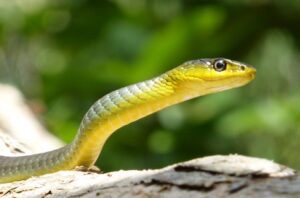 Snakes - Pest Control & Extermination | Elite Home Services